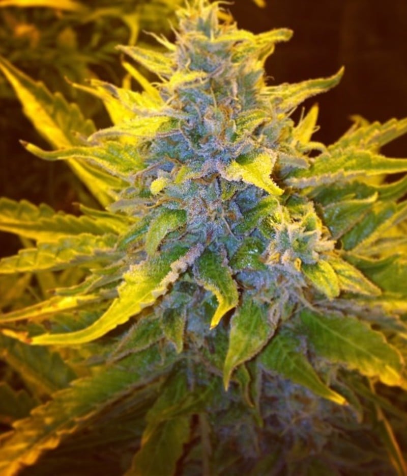Grass O Matic | Maxi GOM Seeds | Green Parrot