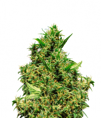 Top 10 Best Sativa Strains 2018 | Blog | Green Parrot