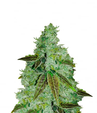 The Cali Connection Bank | Seeds For Sale | Green Parrot