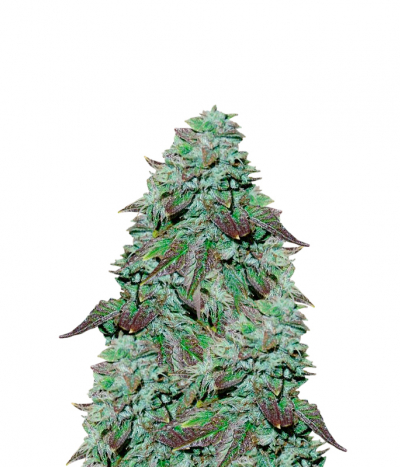 Flying Dutchmen Bank | Seeds For Sale | Green Parrot