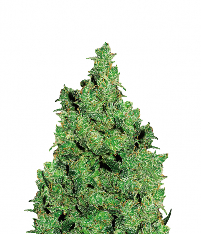Flying Dutchmen Bank | Seeds For Sale | Green Parrot