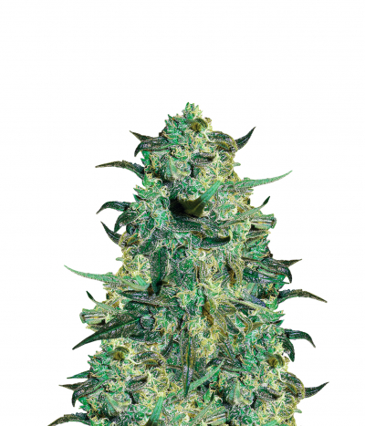 Flying Dutchmen Bank | Seeds For Sale | Green Parrot