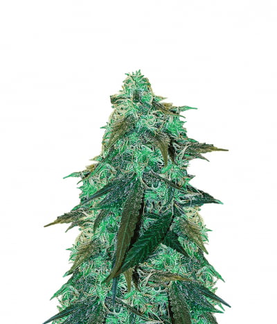 Flying Dutchmen Bank | Seeds For Sale | Green Parrot