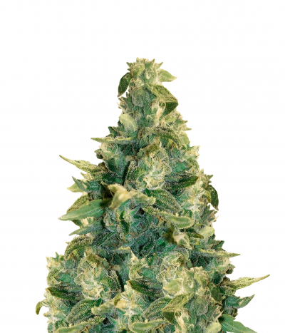 Flying Dutchmen Bank | Seeds For Sale | Green Parrot
