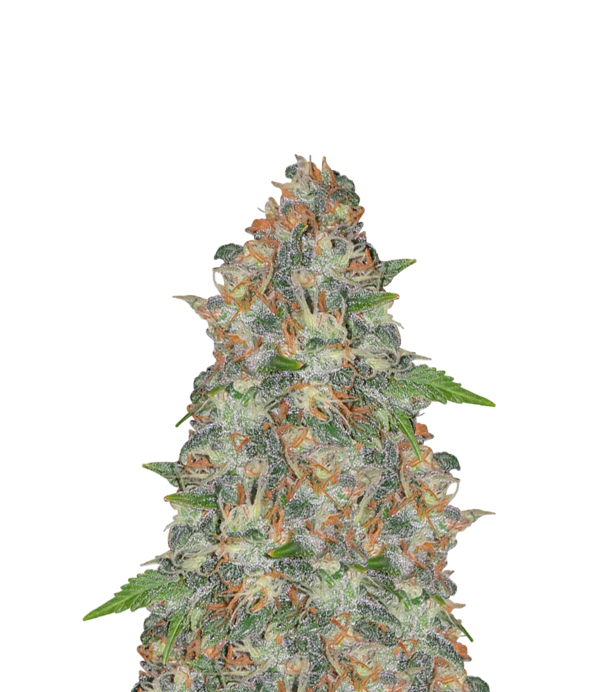 Blk. seeds | Auto Afghan Kush Seeds | Green Parrot