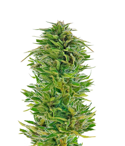 Barney's Farm Bank | Seeds For Sale | Green Parrot