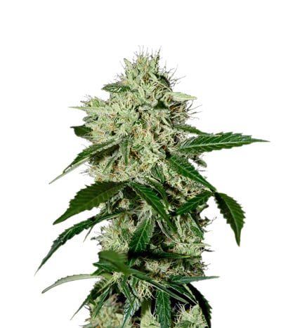 Top 10 High Yield Autoflower Seeds 2018 | Blog | Green Parrot