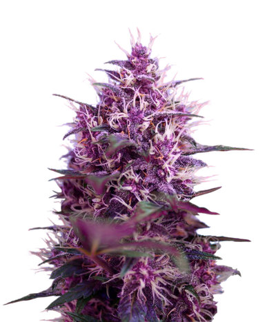 FastBuds | Gorilla Glue Auto Seeds | Green Parrot
