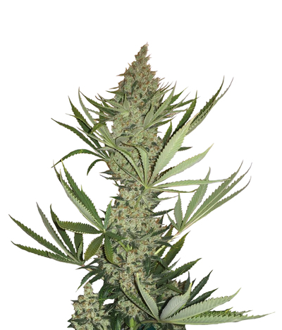 Top 10 High Yield Autoflower Seeds 2018 | Blog | Green Parrot