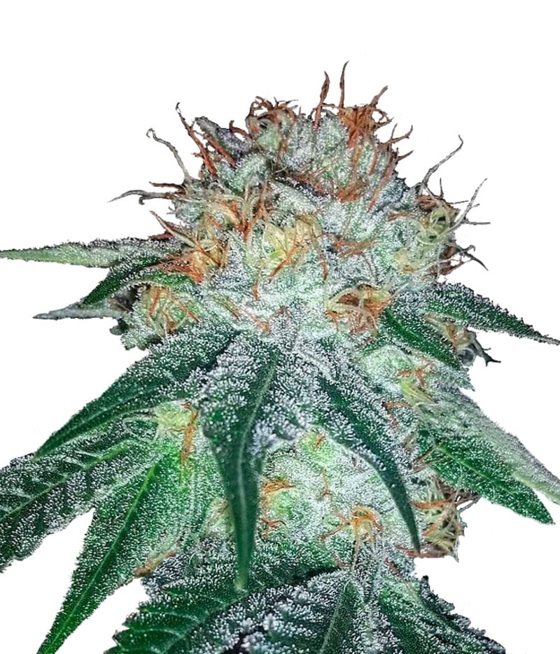 BC Bud Depot | Socal Master Kush Seeds | Green Parrot
