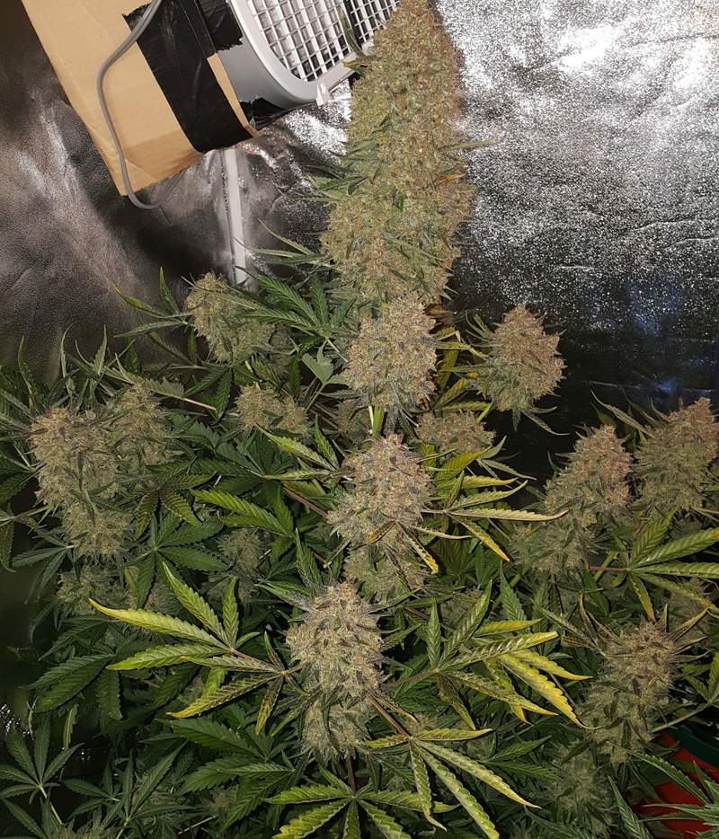 FastBuds | Gorilla Glue Auto Seeds | Green Parrot