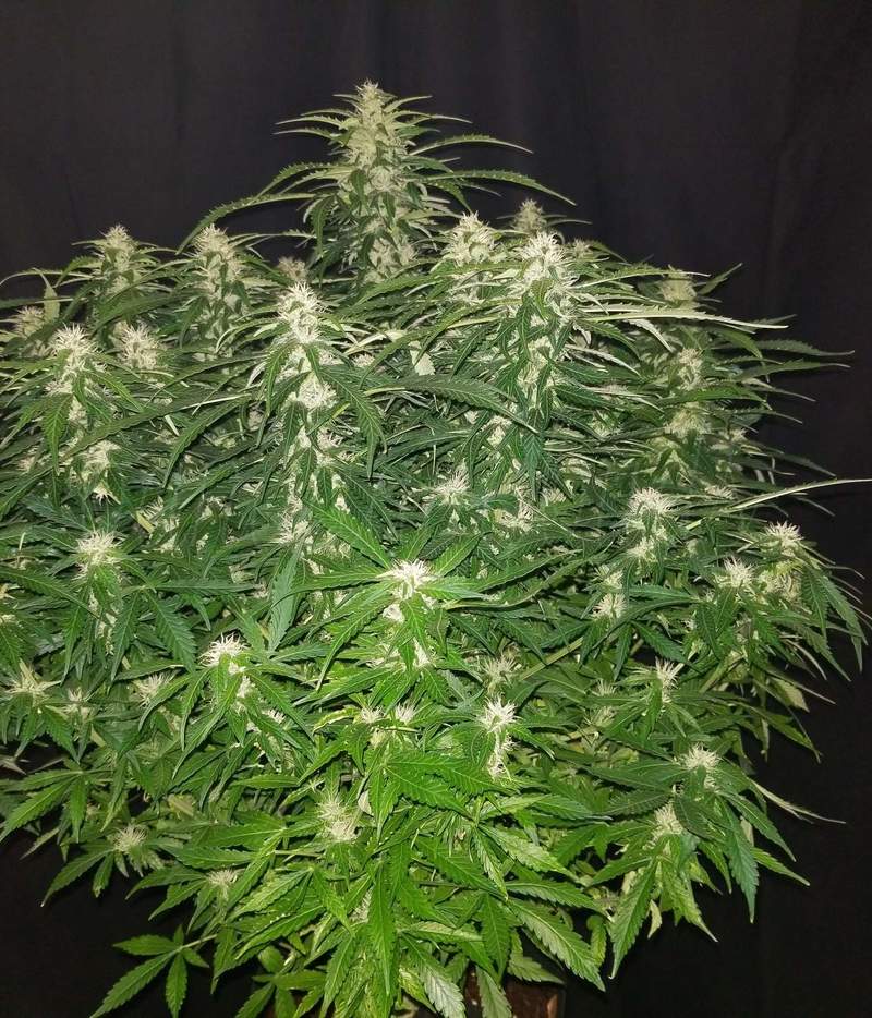 FastBuds | Gorilla Glue Auto Seeds | Green Parrot