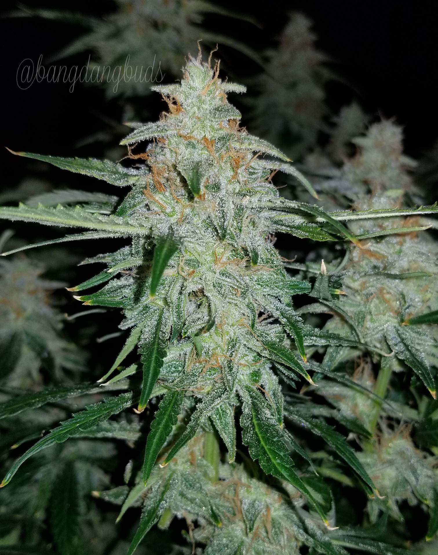 FastBuds | Gorilla Glue Auto Seeds | Green Parrot