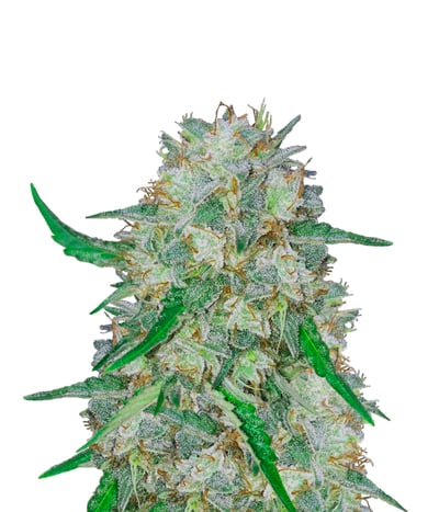 The Cali Connection Bank | Seeds For Sale | Green Parrot