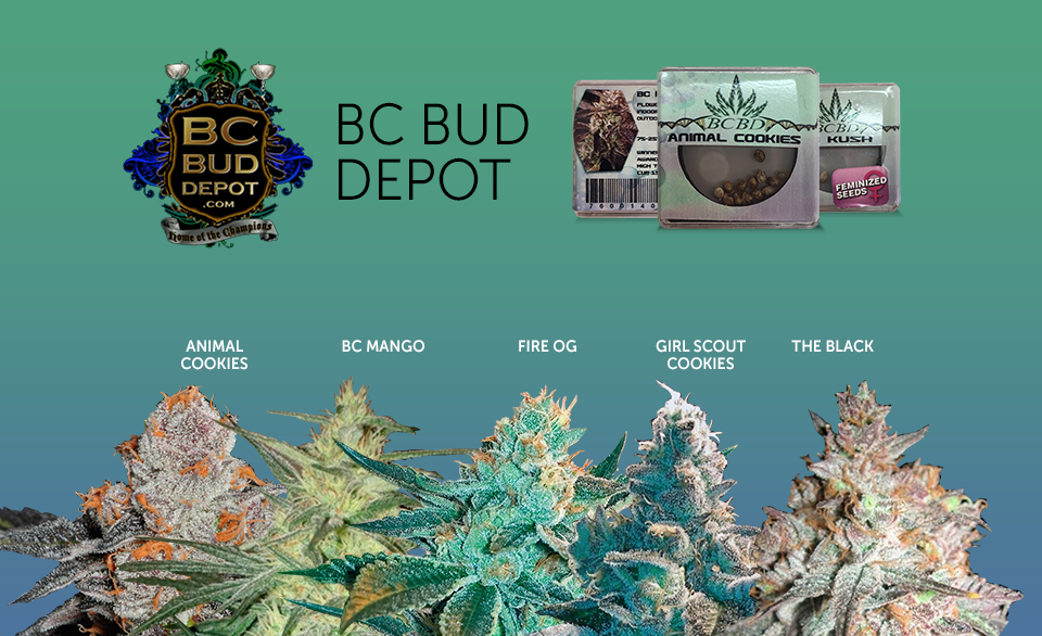 BC Bud Depot | Blog | Green Parrot